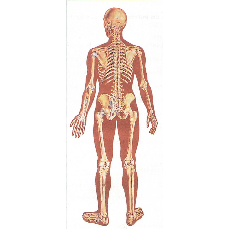 TA2001 Lo scheletro umano: vista frontale, 84×200 cm. – OPTIKASCIENCE