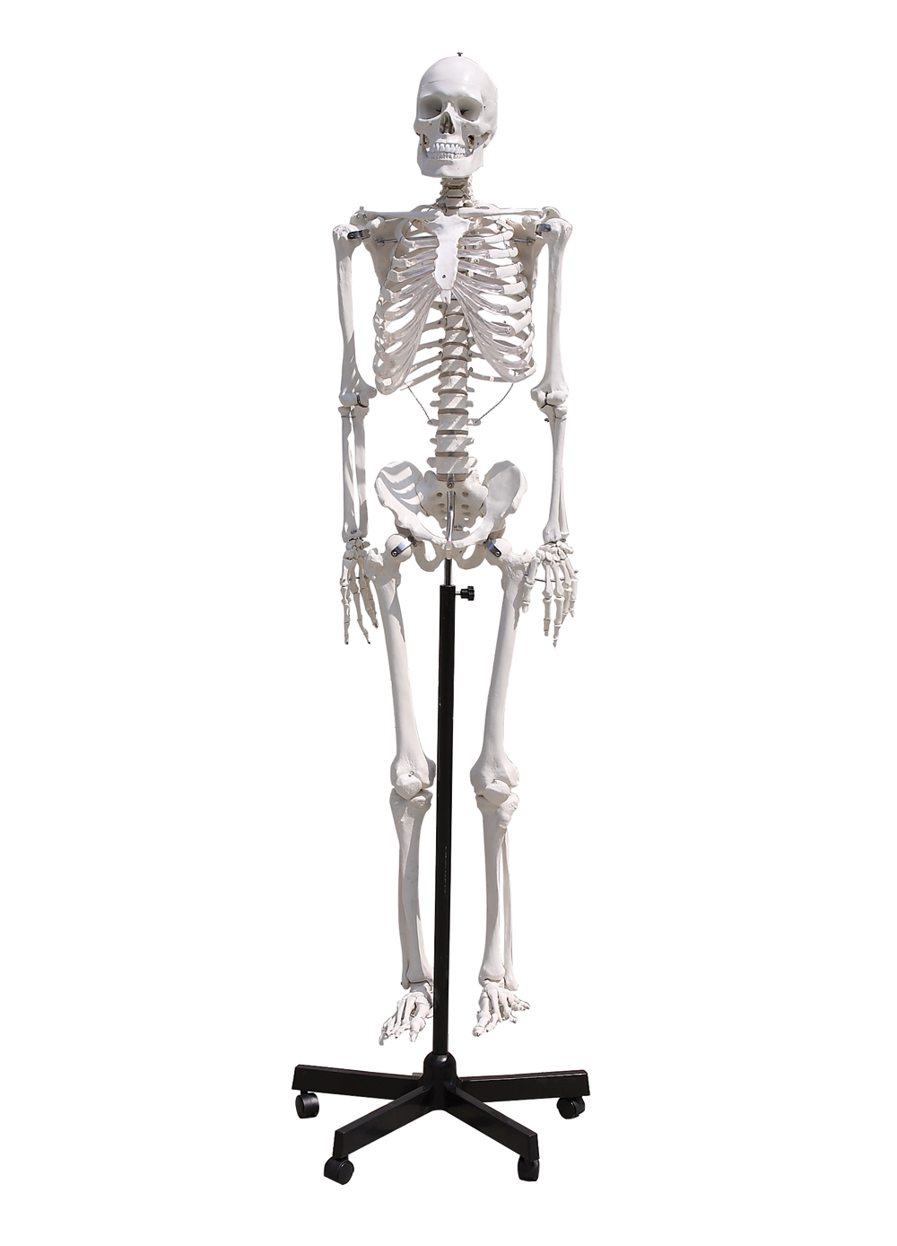 How To Make A Skeleton Model For School Project how-to-make-a-skeleton-model-for-school-project