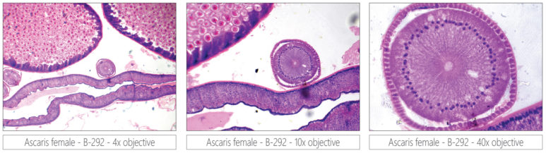 b290_zoom-comparison – OPTIKASCIENCE