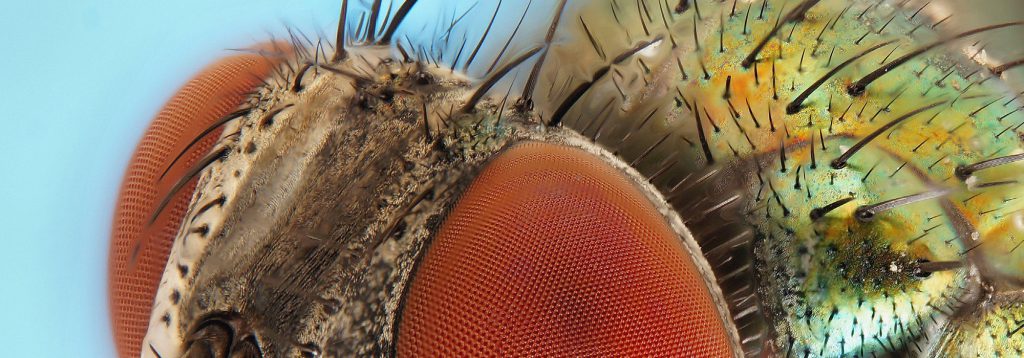 OP_INSP_ST_FONDO – OPTIKASCIENCE